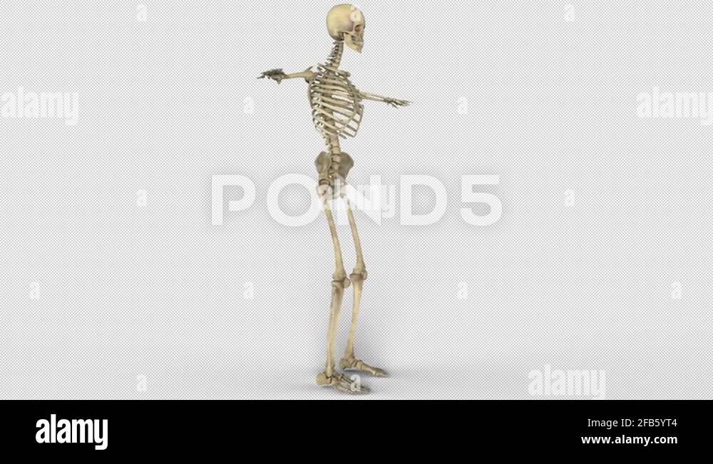 Medical illustration human skeleton muscular Stock Videos & Footage ...