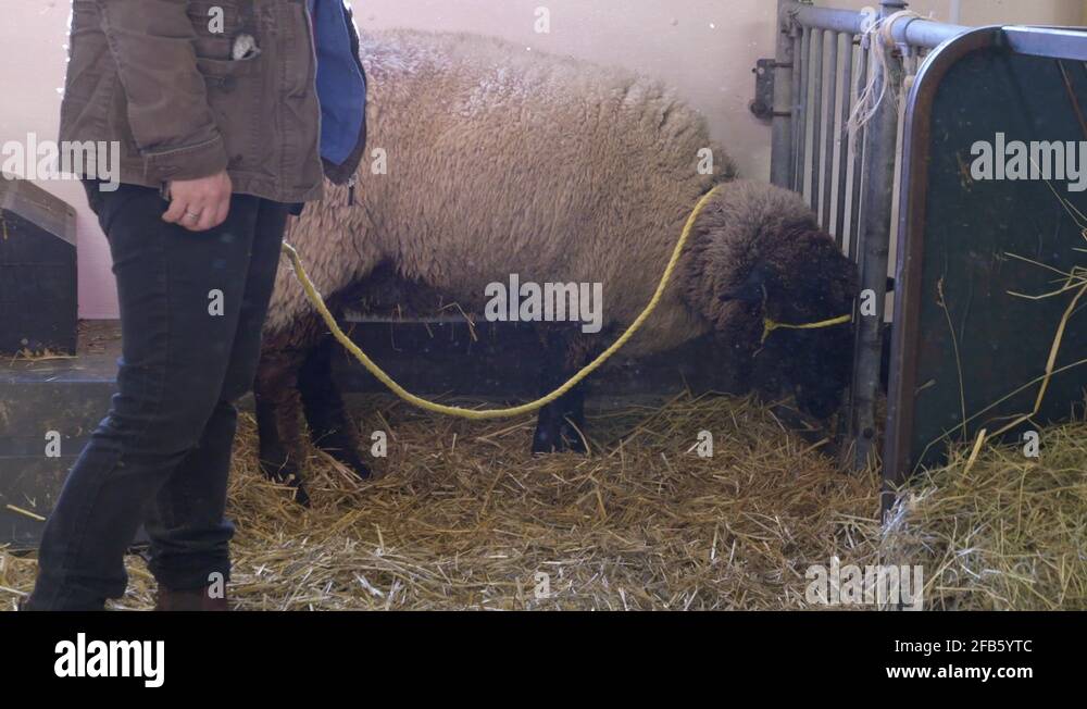 How to shave sheep Stock Videos & Footage - HD and 4K Video Clips - Alamy