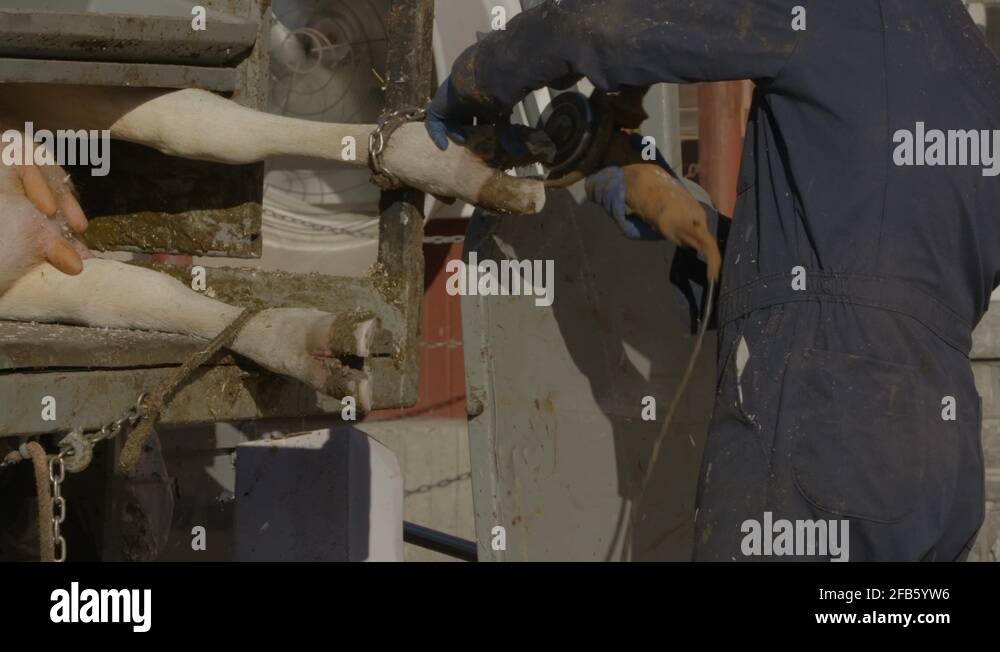 Cow hoof trimming Stock Videos & Footage - HD and 4K Video Clips - Alamy