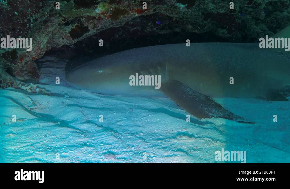 Sleeping shark Stock Videos & Footage - HD and 4K Video Clips - Alamy