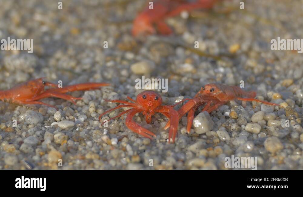 Close Up: Small, Orange Crab Cleaning Itself On Sandy Shore in Monterey ...