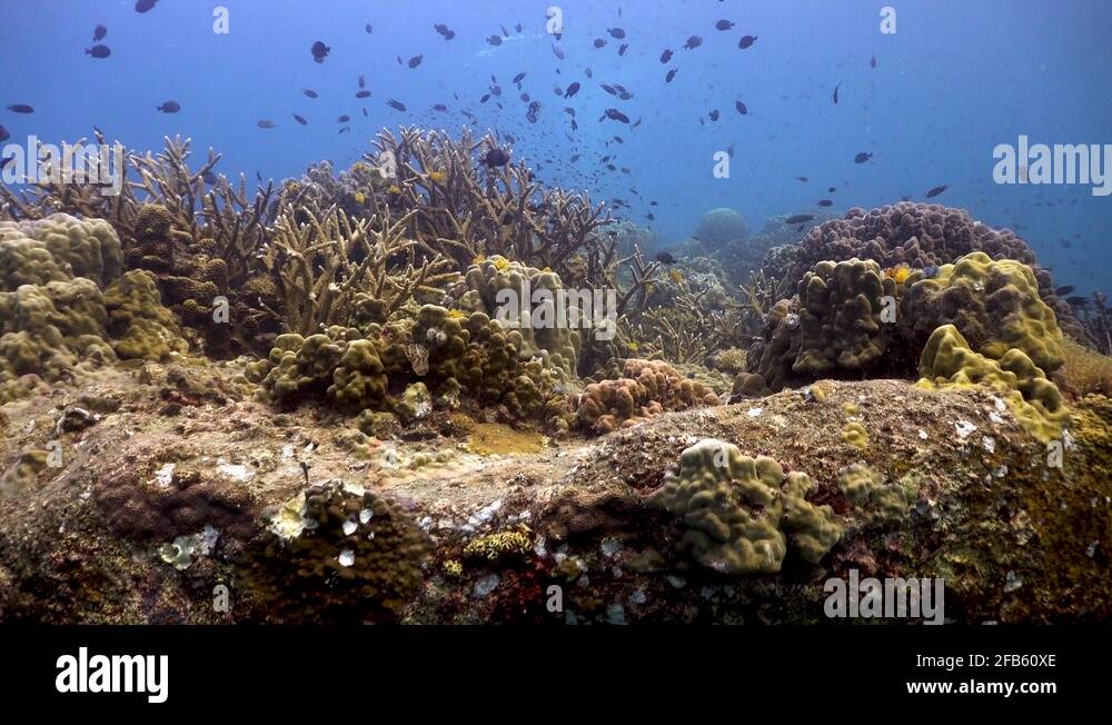 Coral patch at Koh Tao Filmed with Sony AX700- in 4K Gates Underwater ...