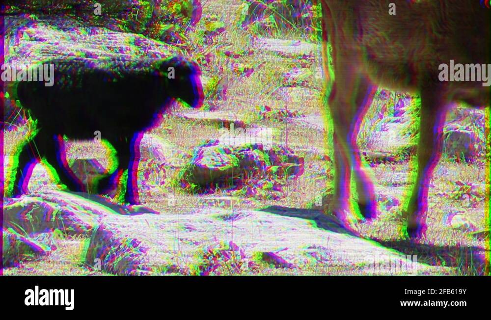 Tv sheep Stock Videos & Footage - HD and 4K Video Clips - Alamy