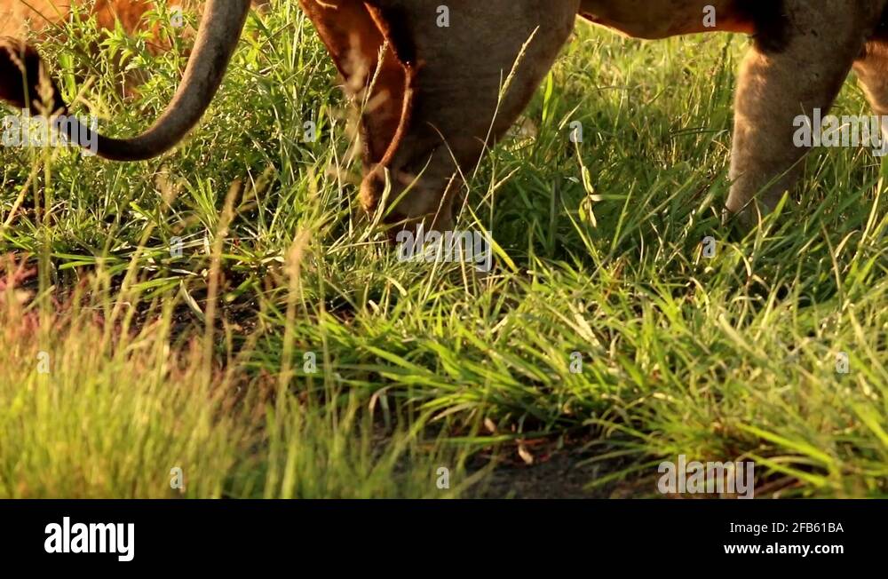 Scent marking Stock Videos & Footage - HD and 4K Video Clips - Alamy