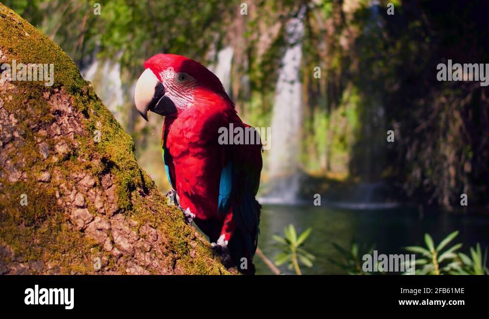 Parrot view Stock Videos & Footage - HD and 4K Video Clips - Alamy
