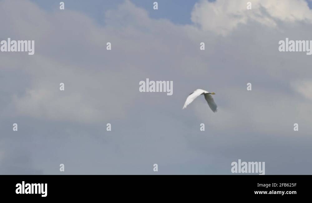 National bird of myanmar Stock Videos & Footage - HD and 4K Video Clips ...