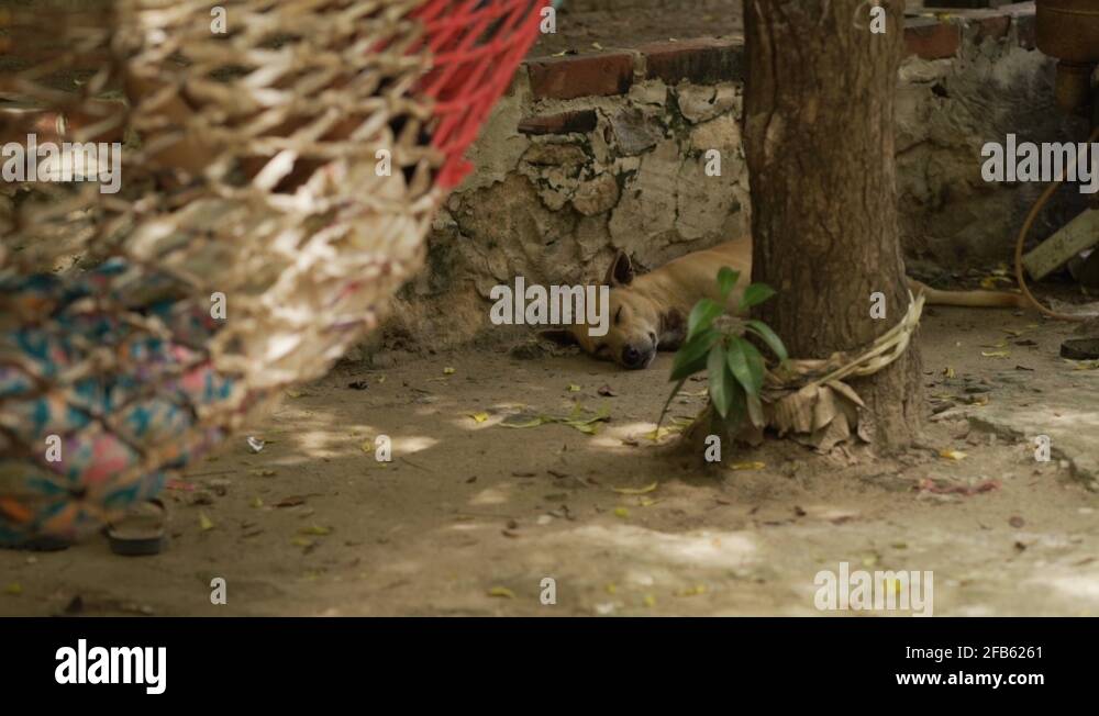 Dog under a tree Stock Videos & Footage - HD and 4K Video Clips - Alamy