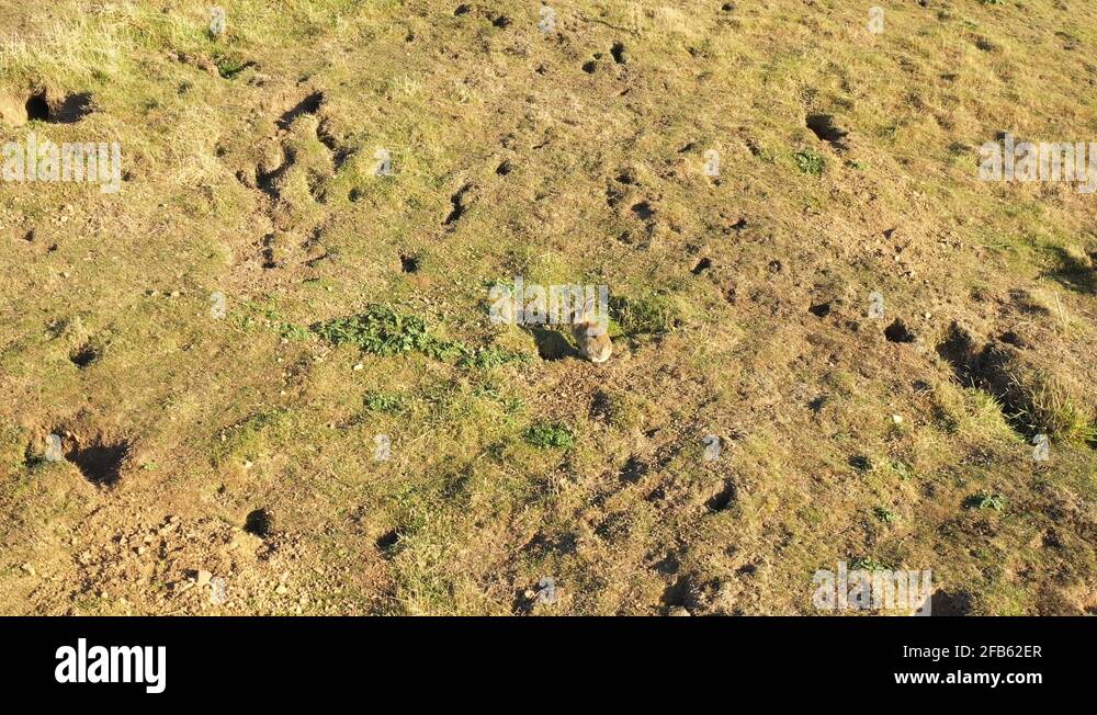 Rabbit warren Stock Videos & Footage - HD and 4K Video Clips - Alamy