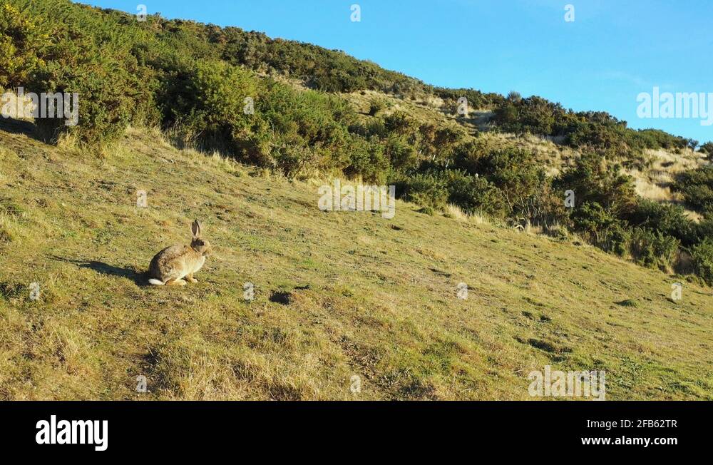 Feral Rabbit at sunset, destructive invasive pest in New Zealand ...