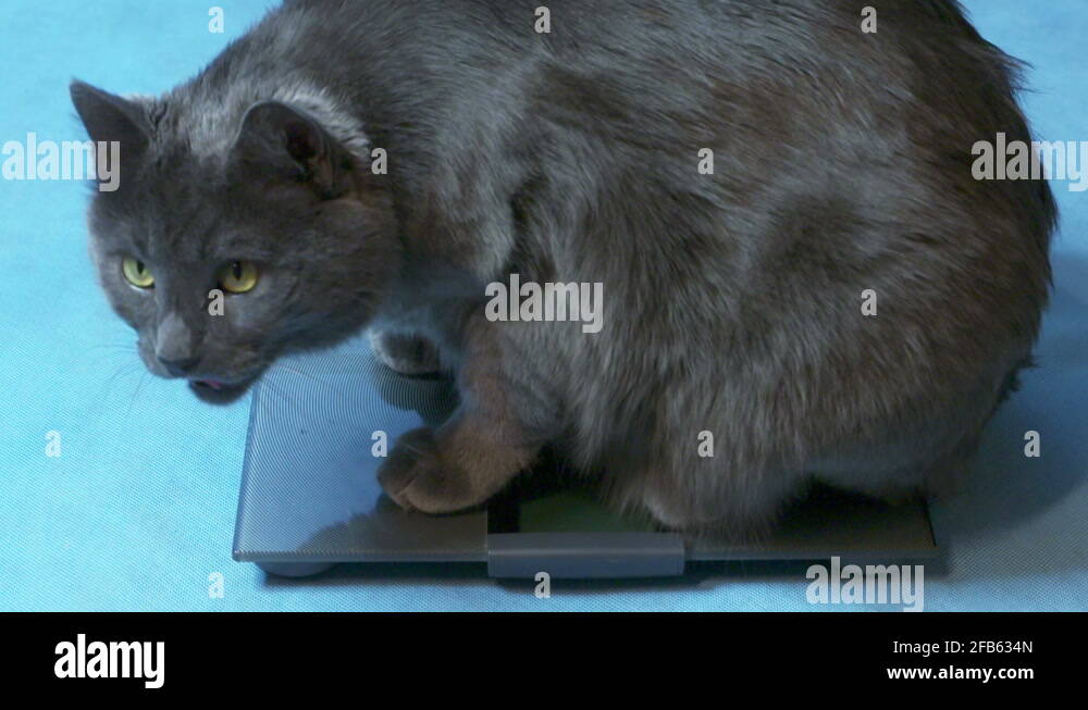 Measuring body fat digital Stock Videos & Footage - HD and 4K Video ...