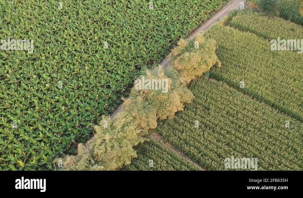 Banana farm in India | Fruit | Farming | Banana Tree Stock Video ...