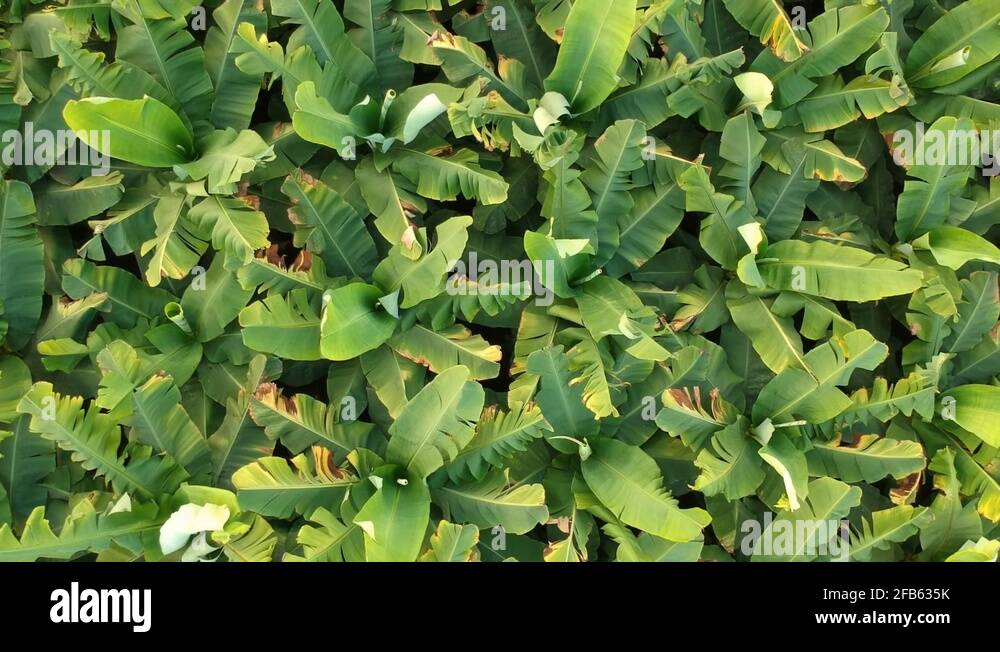 Banana farm in India | Fruit | Farming | Banana Tree Stock Video ...
