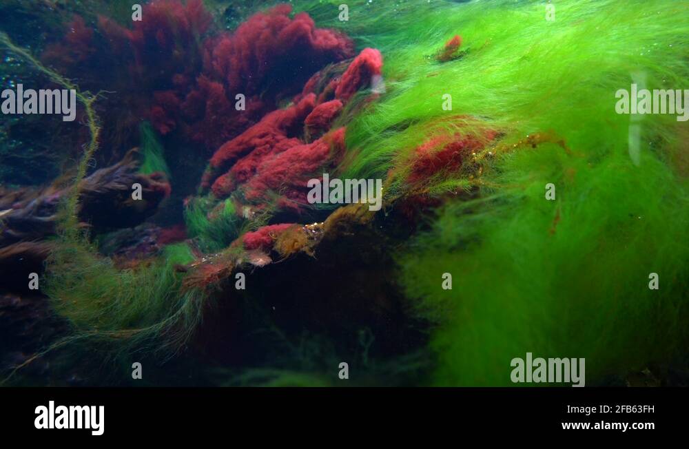 Red algae Stock Videos & Footage - HD and 4K Video Clips - Alamy