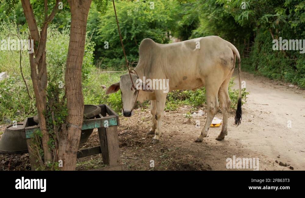 Lean cow Stock Videos & Footage - HD and 4K Video Clips - Alamy