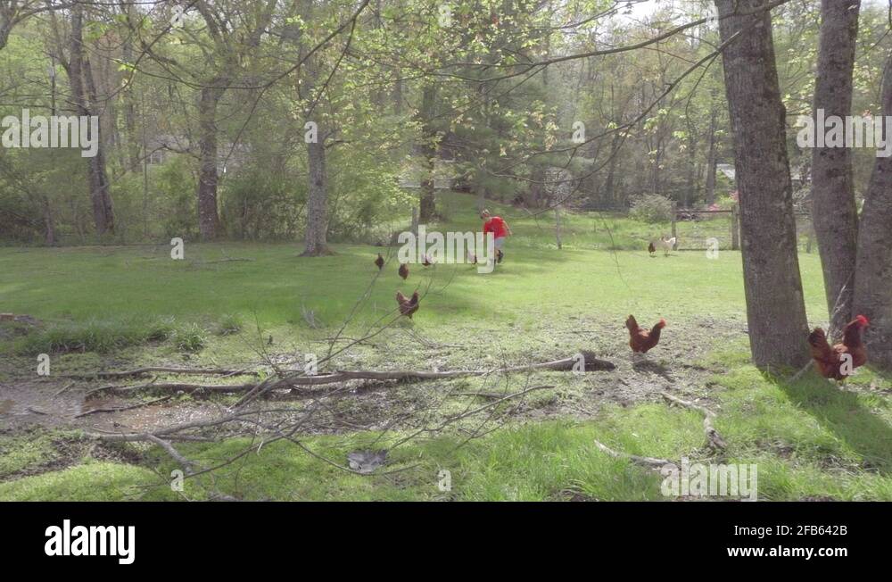 Boy chasing bird Stock Videos & Footage - HD and 4K Video Clips - Alamy