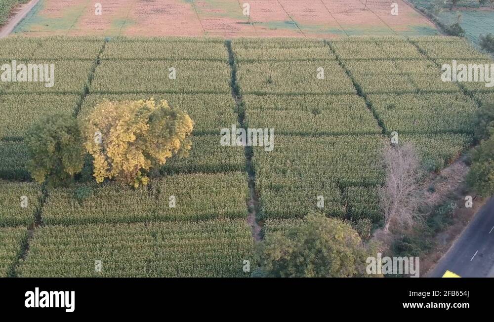 Banana farm in India | Fruit | Farming | Banana Tree Stock Video ...