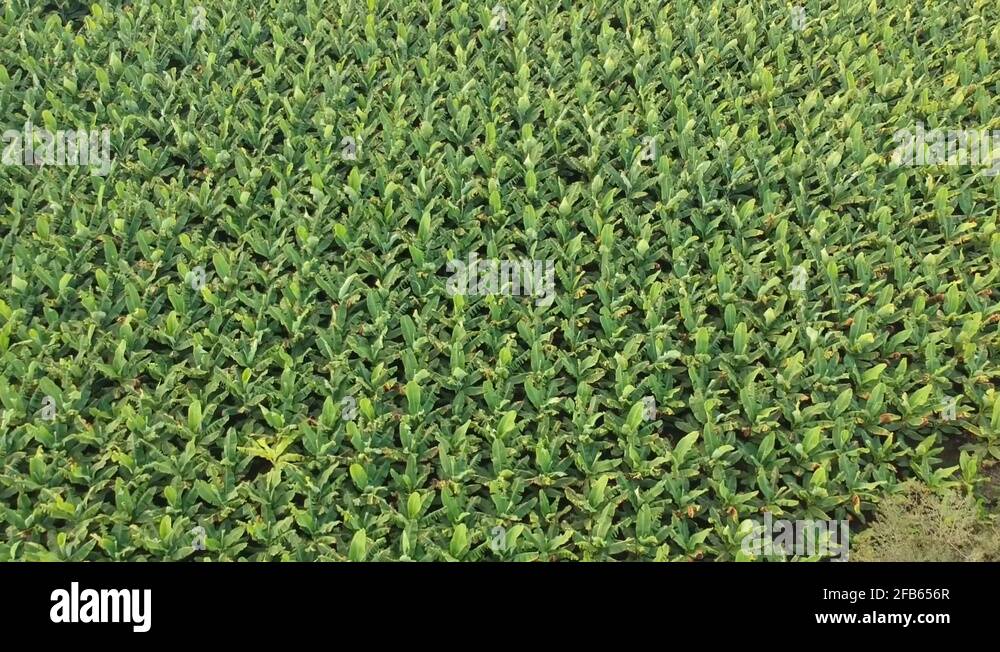 Banana farm in India | Fruit | Farming | Banana Tree Stock Video ...