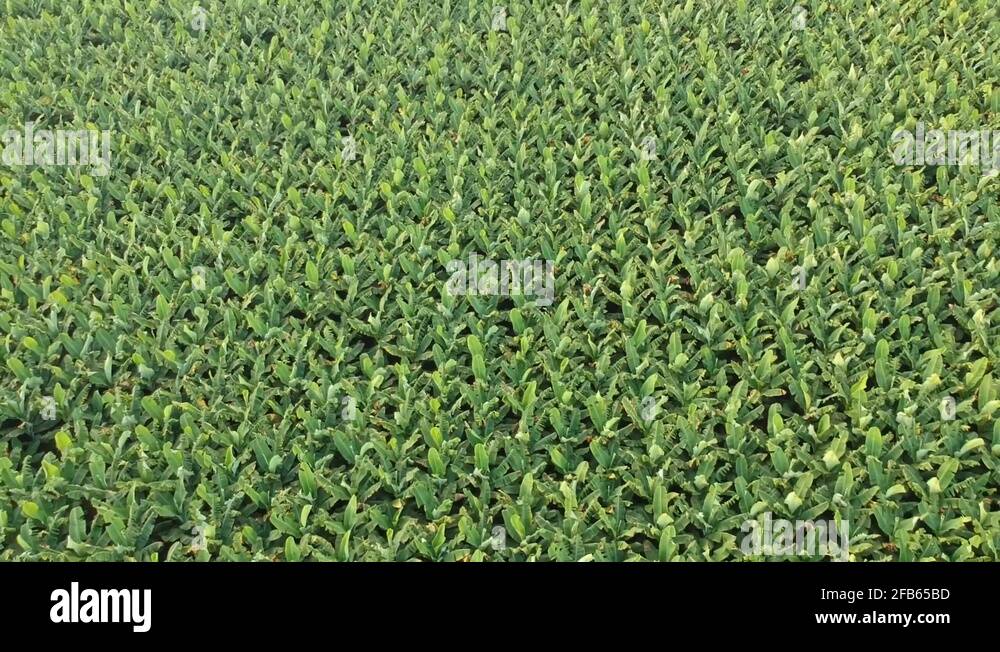 Banana farm in India | Fruit | Farming | Banana Tree Stock Video ...