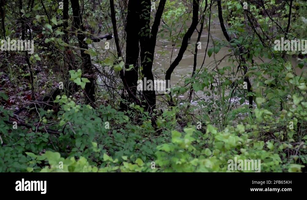 Steam among trees Stock Videos & Footage - HD and 4K Video Clips - Alamy