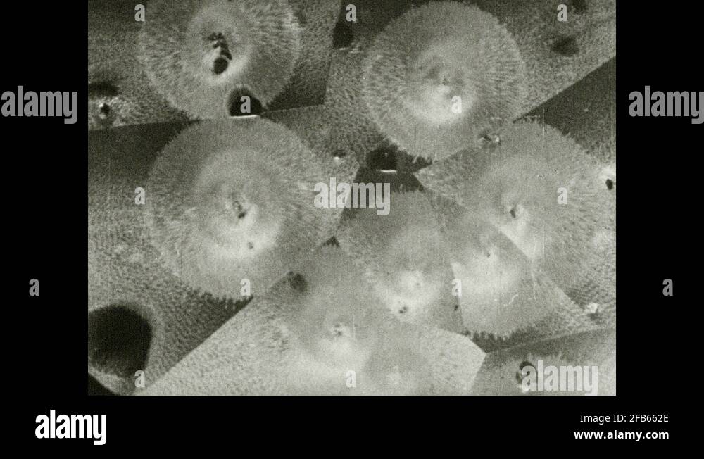 Disc shapes Stock Videos & Footage - HD and 4K Video Clips - Alamy