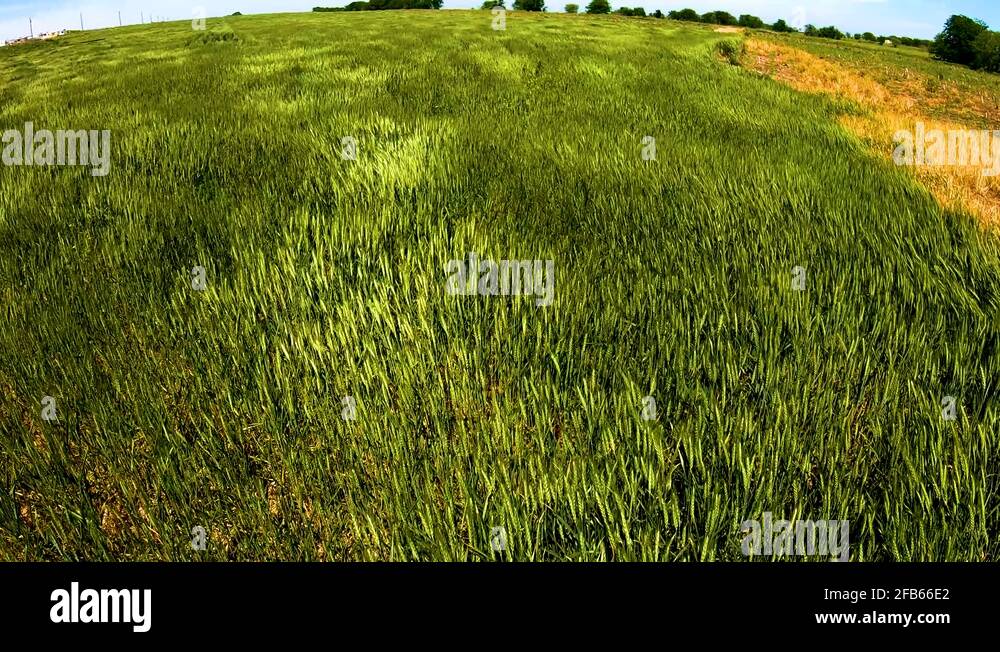 A wind blown field of freshly growing hay. Wind whipping the stalks as ...