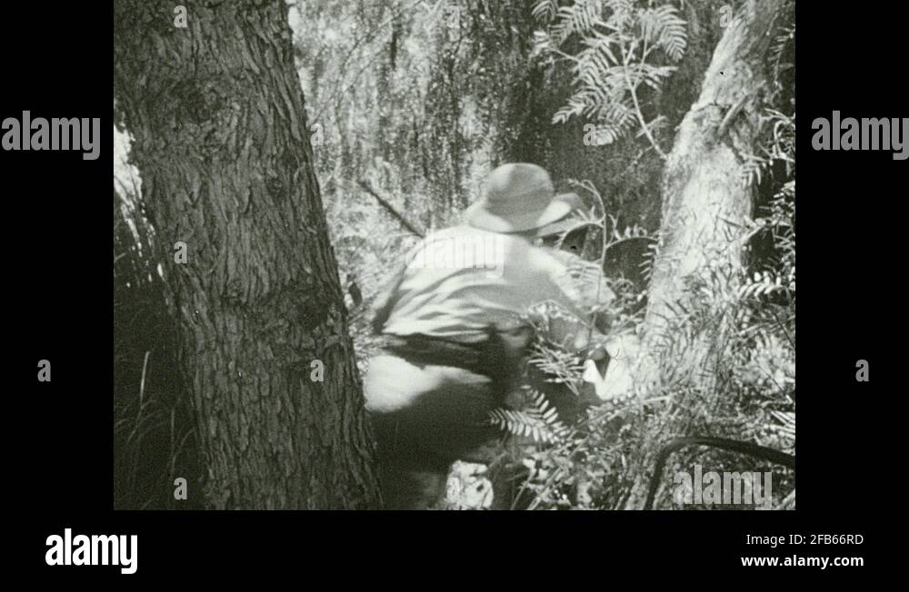 Elephant guns Stock Videos & Footage - HD and 4K Video Clips - Alamy