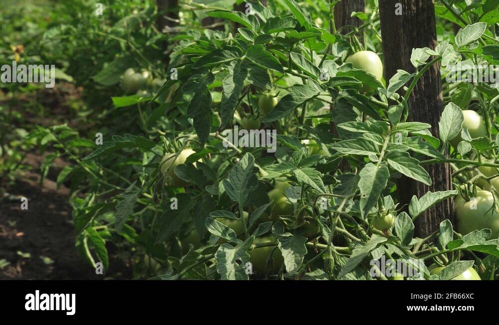 Fetus plant Stock Videos & Footage - HD and 4K Video Clips - Alamy