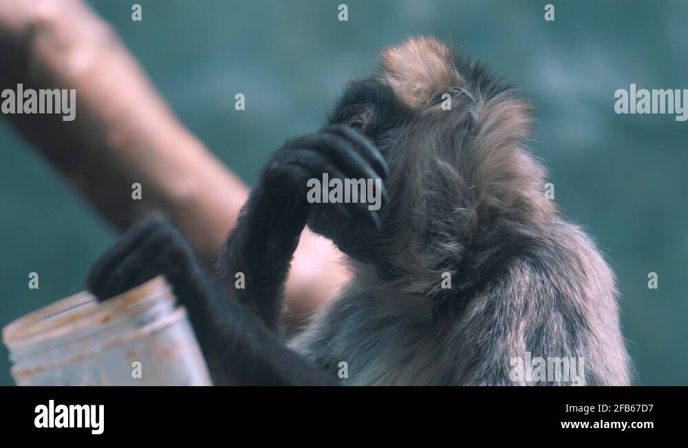 Monkey jar Stock Videos & Footage - HD and 4K Video Clips - Alamy