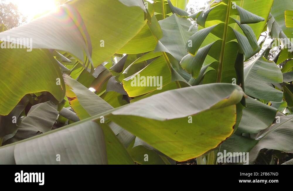 Banana farm in India | Fruit | Farming | Banana Tree Stock Video ...