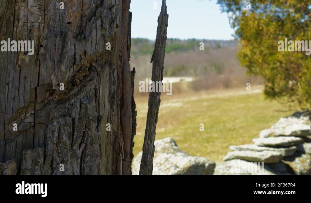 Split tree branches Stock Videos & Footage - HD and 4K Video Clips - Alamy