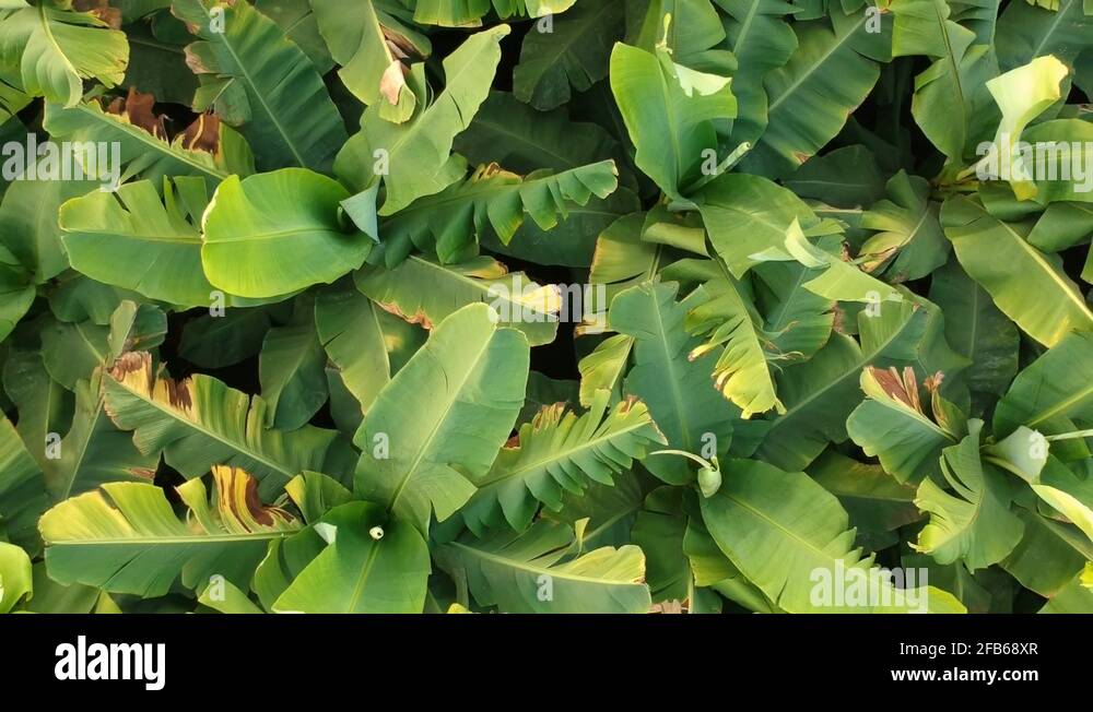 Banana farm in India | Fruit | Farming | Banana Tree Stock Video ...