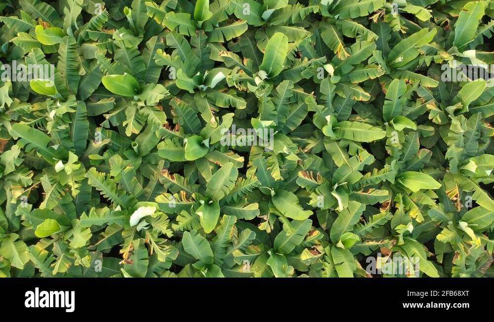Banana farm in India | Fruit | Farming | Banana Tree Stock Video ...