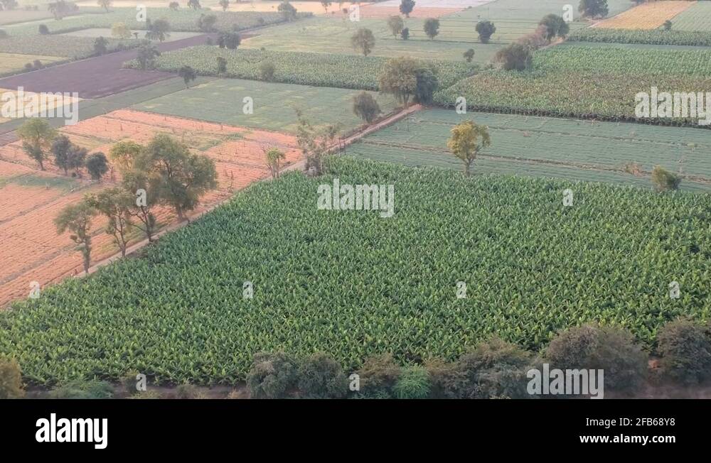 Banana farm in India | Fruit | Farming | Banana Tree Stock Video ...
