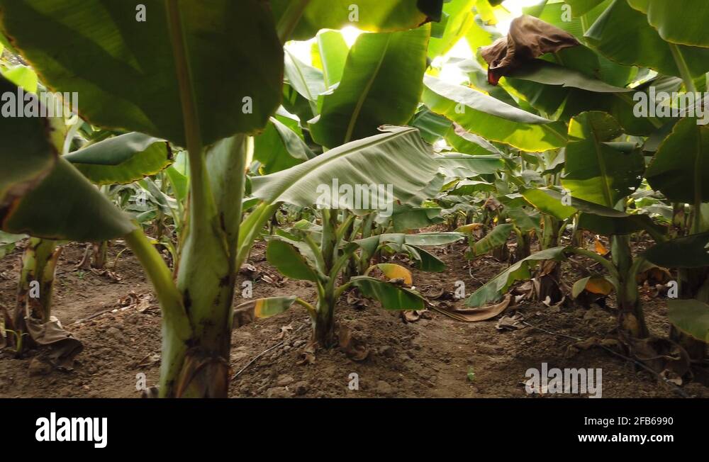 Banana farm in India | Fruit | Farming | Banana Tree Stock Video ...