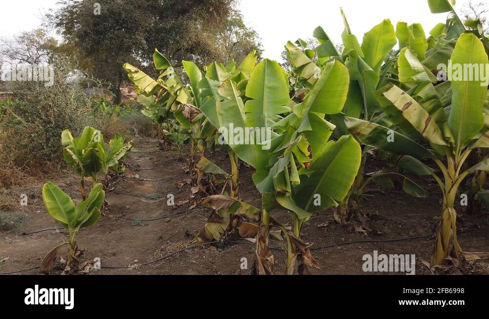 Banana farm in India | Fruit | Farming | Banana Tree Stock Video ...