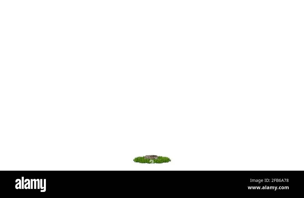 3d rendering of a growing realistic tree isolated on white Stock Video ...