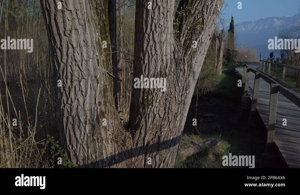 Tree top view of forest ground Stock Videos & Footage - HD and 4K Video ...