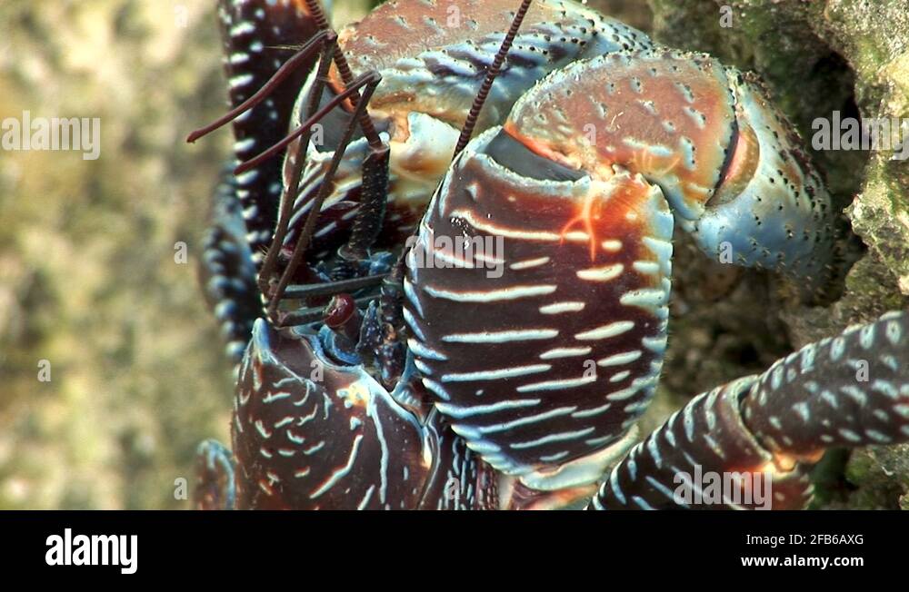 Rare coconut Stock Videos & Footage - HD and 4K Video Clips - Alamy