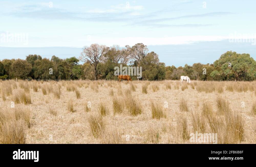 Australian chestnut Stock Videos & Footage - HD and 4K Video Clips - Alamy