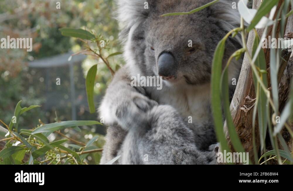Australian native bear koala australia Stock Videos & Footage - HD and ...