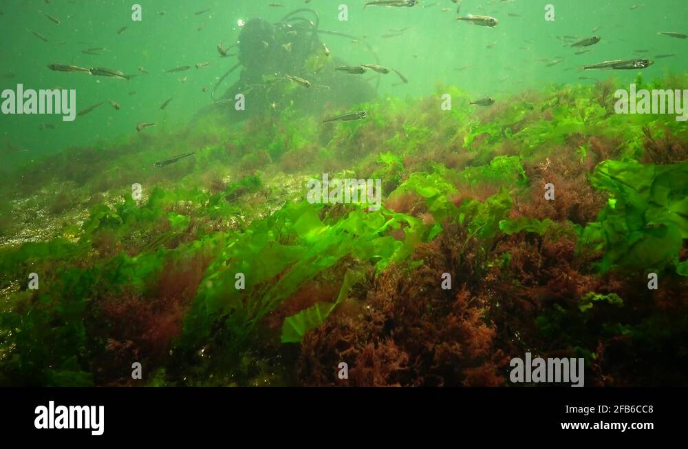 Underwater Photosynthesis