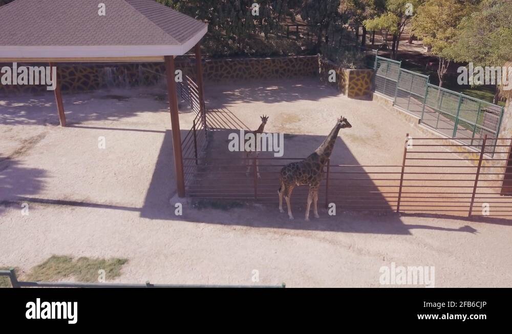 Zoo in turkey Stock Videos & Footage - HD and 4K Video Clips - Alamy