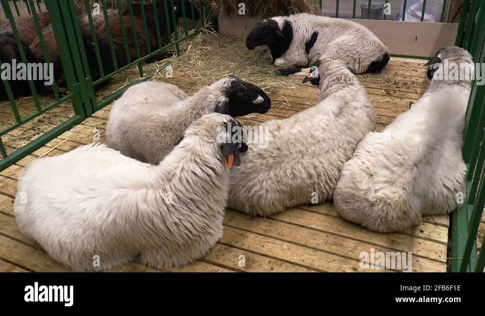 The Kalmyk breed of sheep, Moscow agriculture exhibition, Russia Stock ...