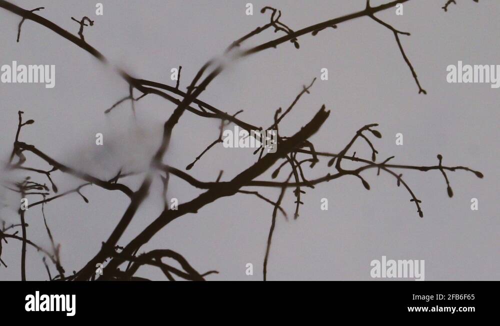 Refection of jagged tree branches from a puddle with rain dripping into ...