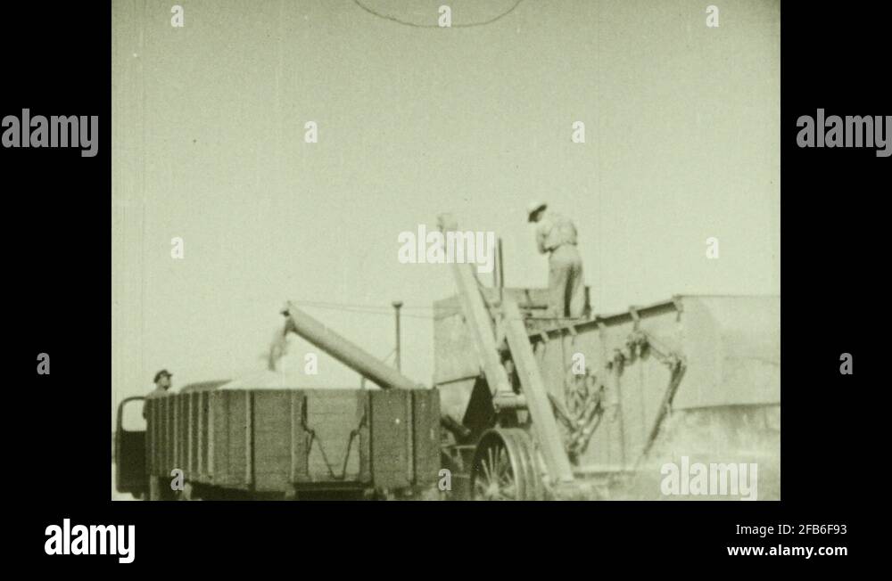 1940s: Man stands on combine harvester, rakes grain, grain falls into ...
