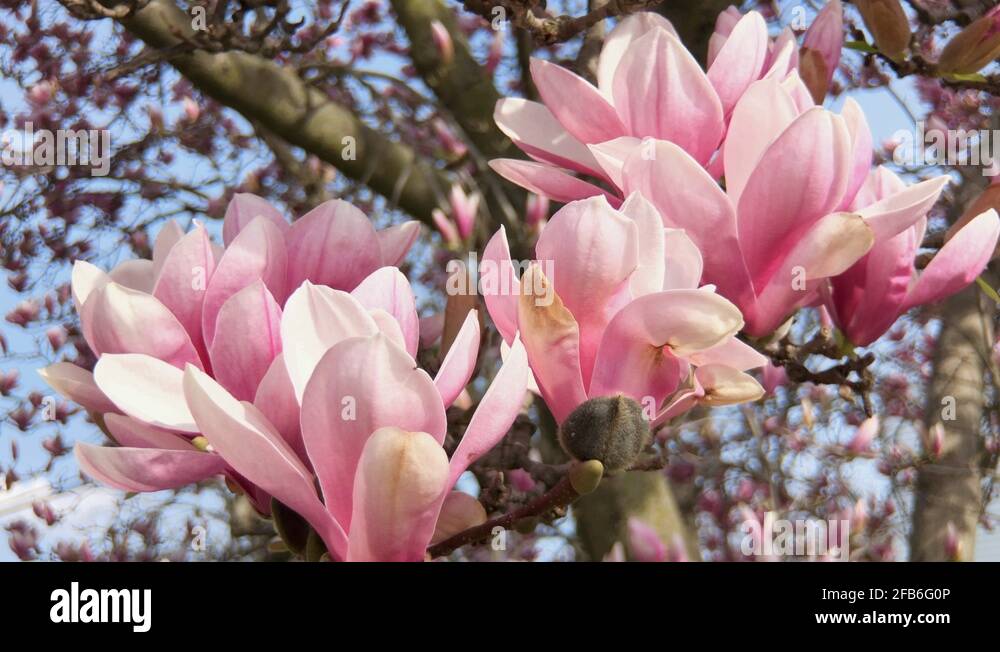 Spring flowers in bloom. Mature Magnolia tree in full bloom. Beautiful ...