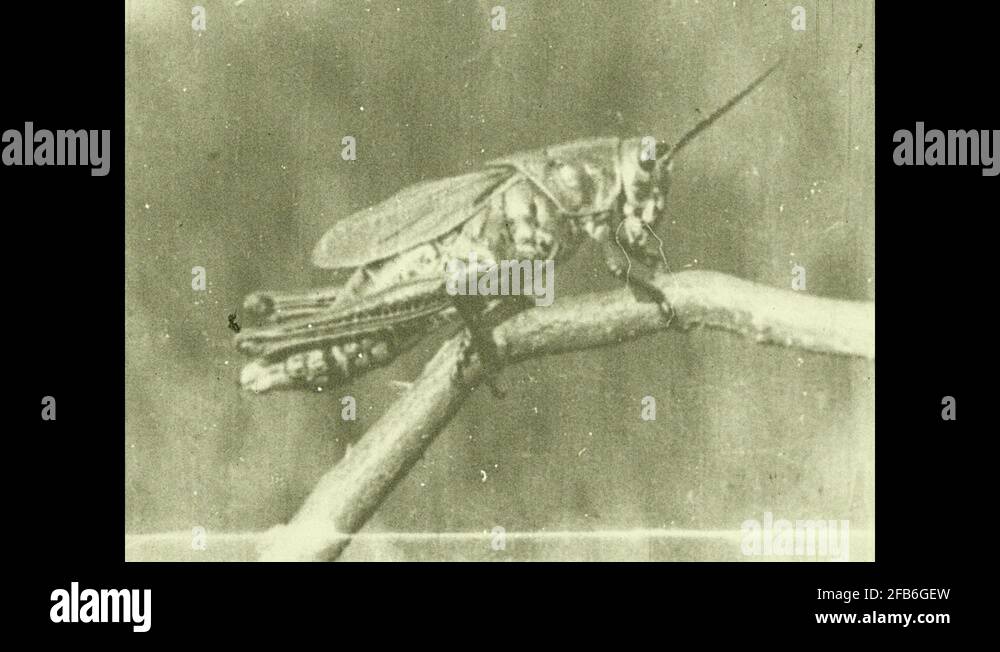 Grasshopper grasshoppers Stock Videos & Footage - HD and 4K Video Clips ...
