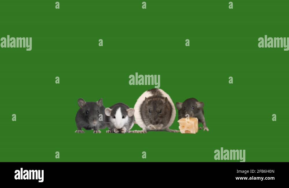 rat collage on a green screen Stock Video Footage - Alamy