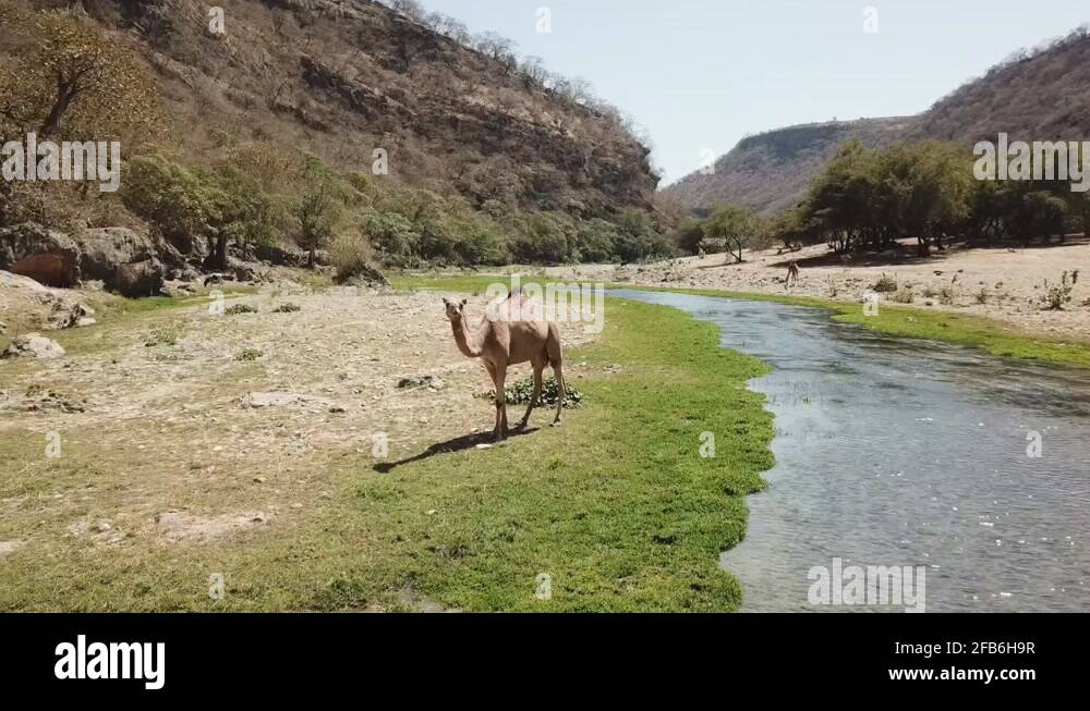 Wadi river Stock Videos & Footage - HD and 4K Video Clips - Alamy