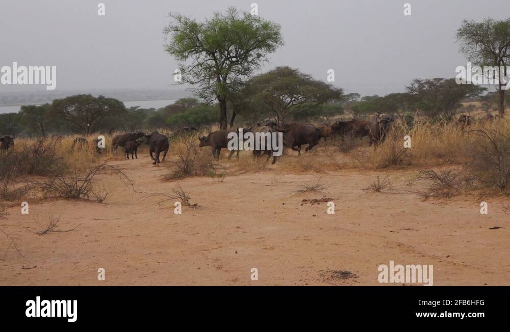 Running buffalo africa Stock Videos & Footage - HD and 4K Video Clips ...